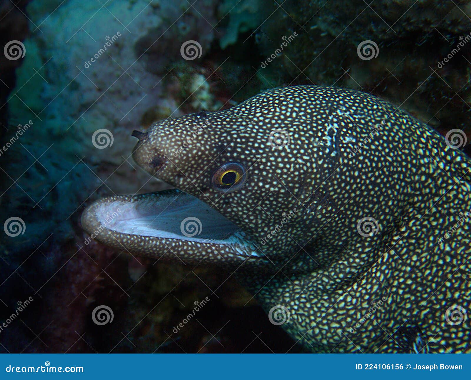 Goldentail Moray Eel stock photo. Image of wildlife - 224106156