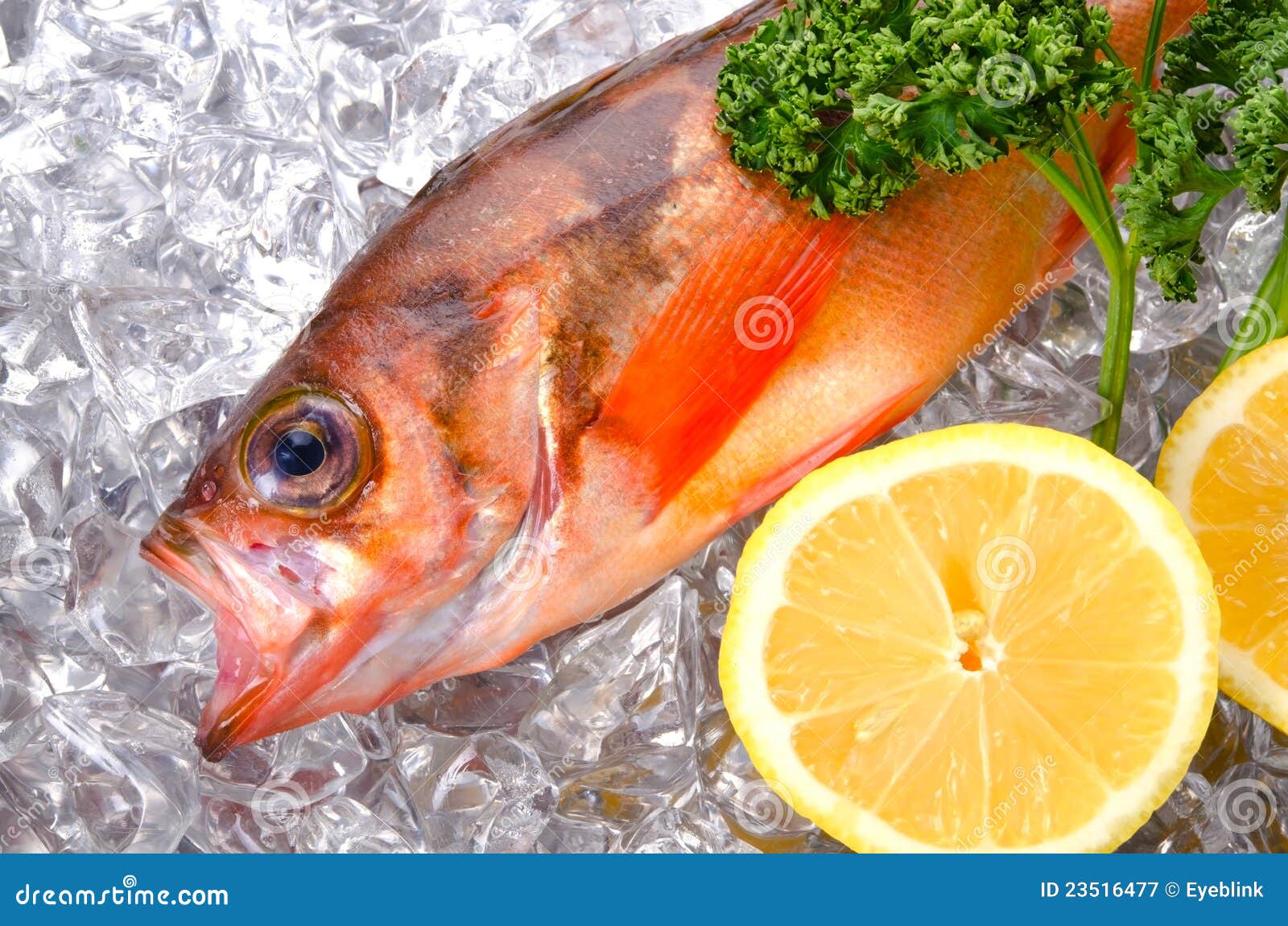 Goldeye rockfish stock image. Image of banded, squama - 23516477
