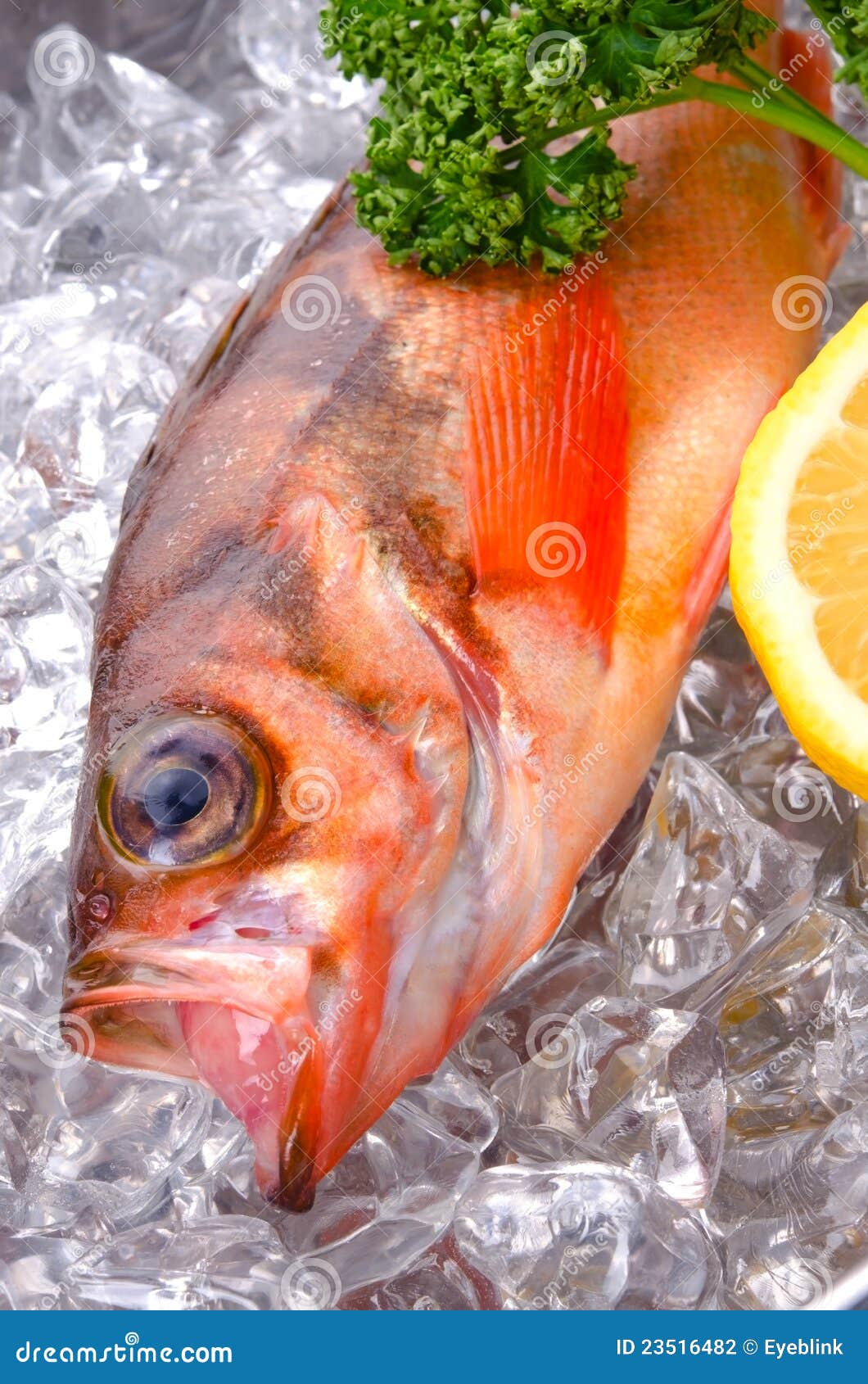 Goldeye rockfish stock photo. Image of meal, fresh, scale - 23516482