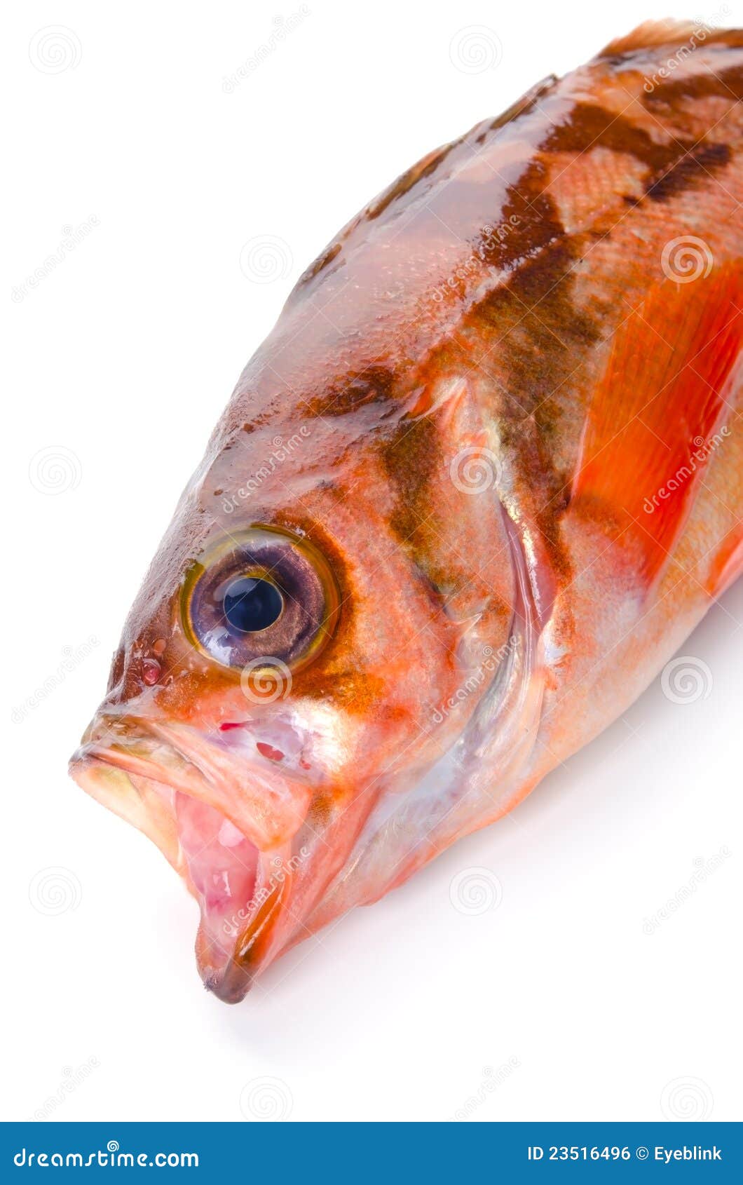 Goldeye Fish