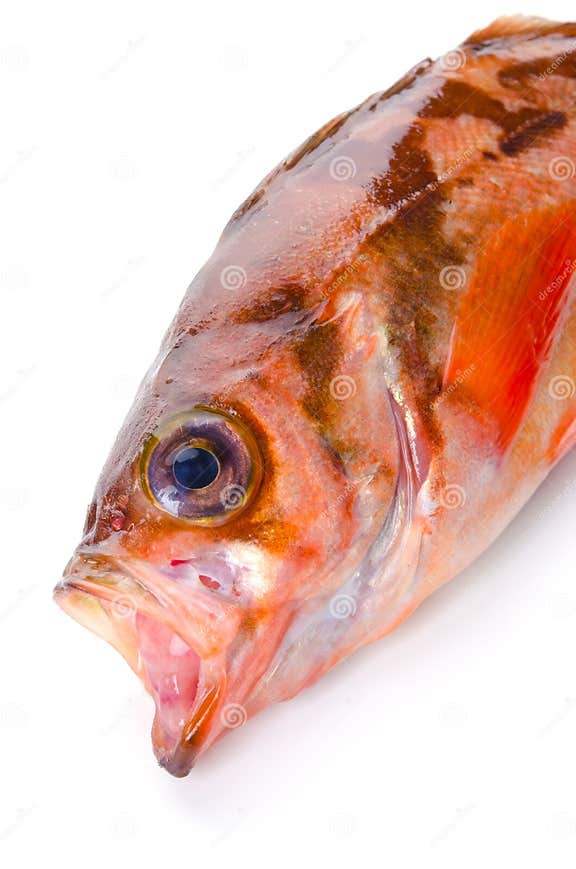 Goldeye rockfish stock photo. Image of copy, life, rockfish - 23516496