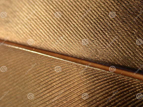 Goldfeder stockbild. Bild von flaumig, büschel, gold, spule - 3901245