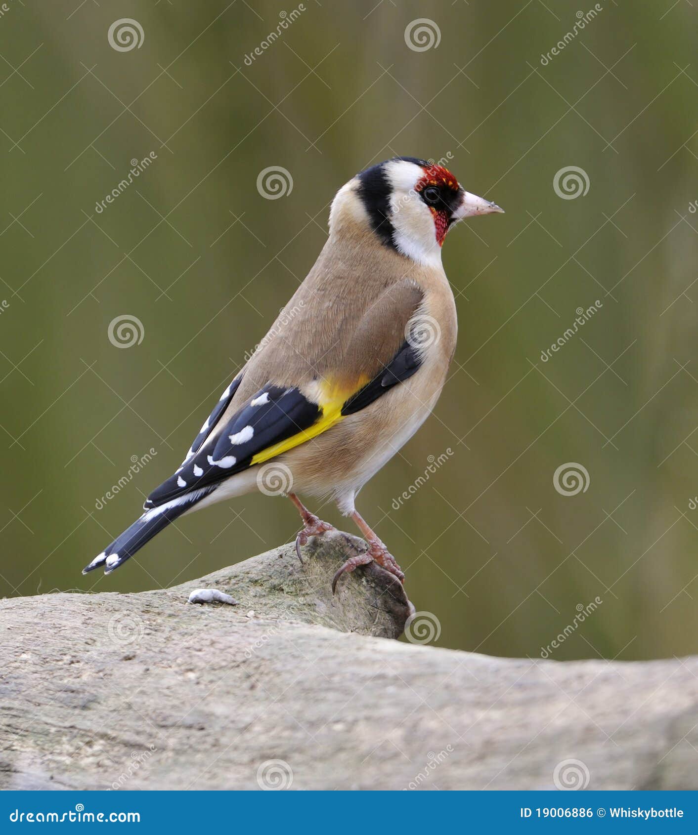 Goldfinch stock photo. Image of brown, wild, england - 19006886