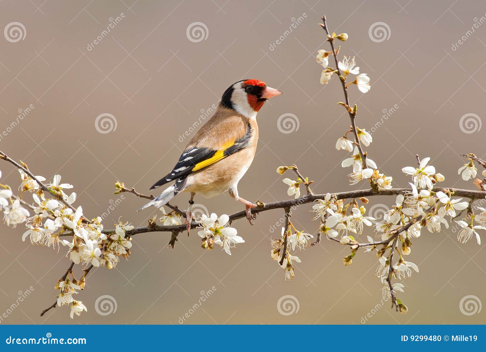 Goldfinch stock photo. Image of blossom, british, carduelis - 9299480