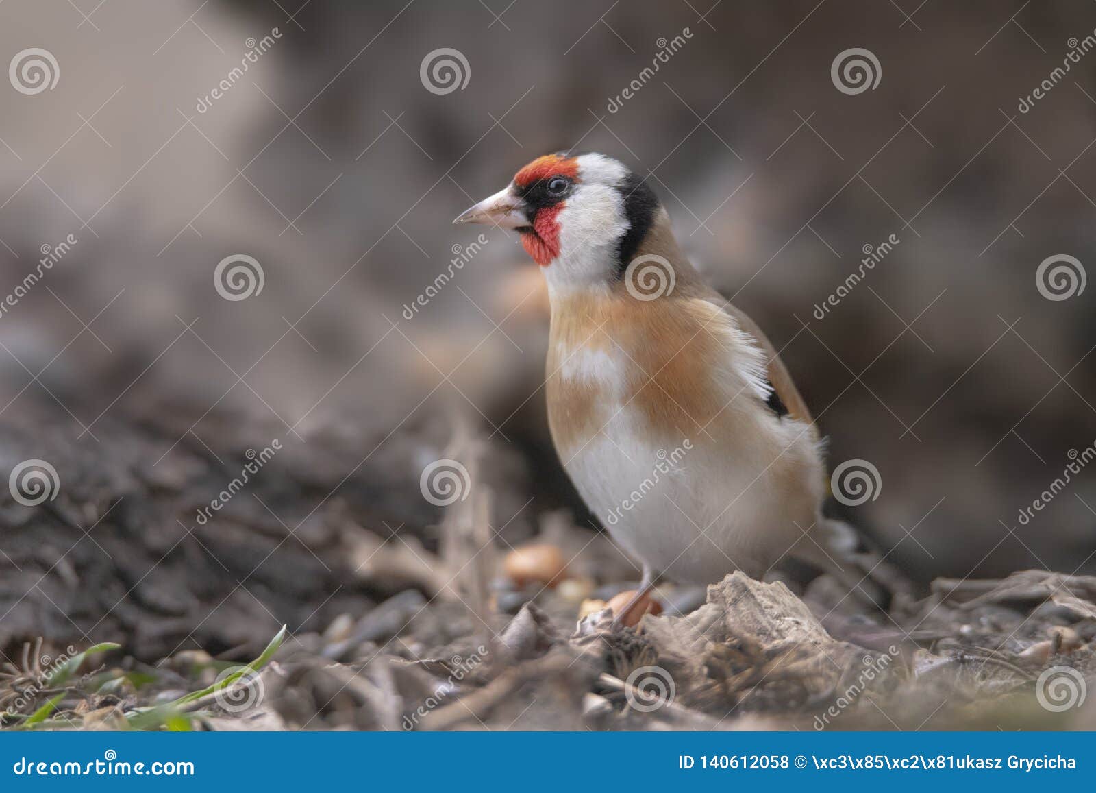 Goldfinch stock photo. Image of flight, animal, talons - 140612058