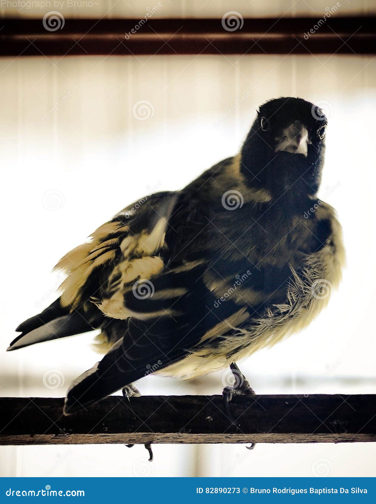 Goldfinch Bird Sideways Drying in the Sun Stock Image - Image of nature ...