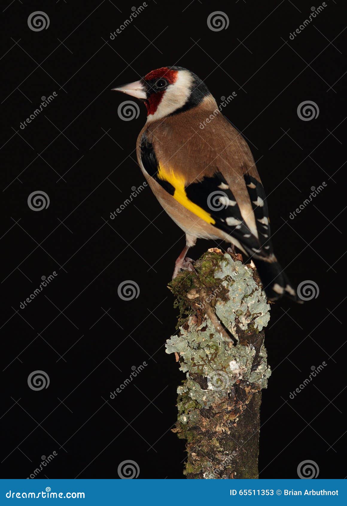 Goldfinch bird. stock image. Image of wild, bird, nature - 65511353