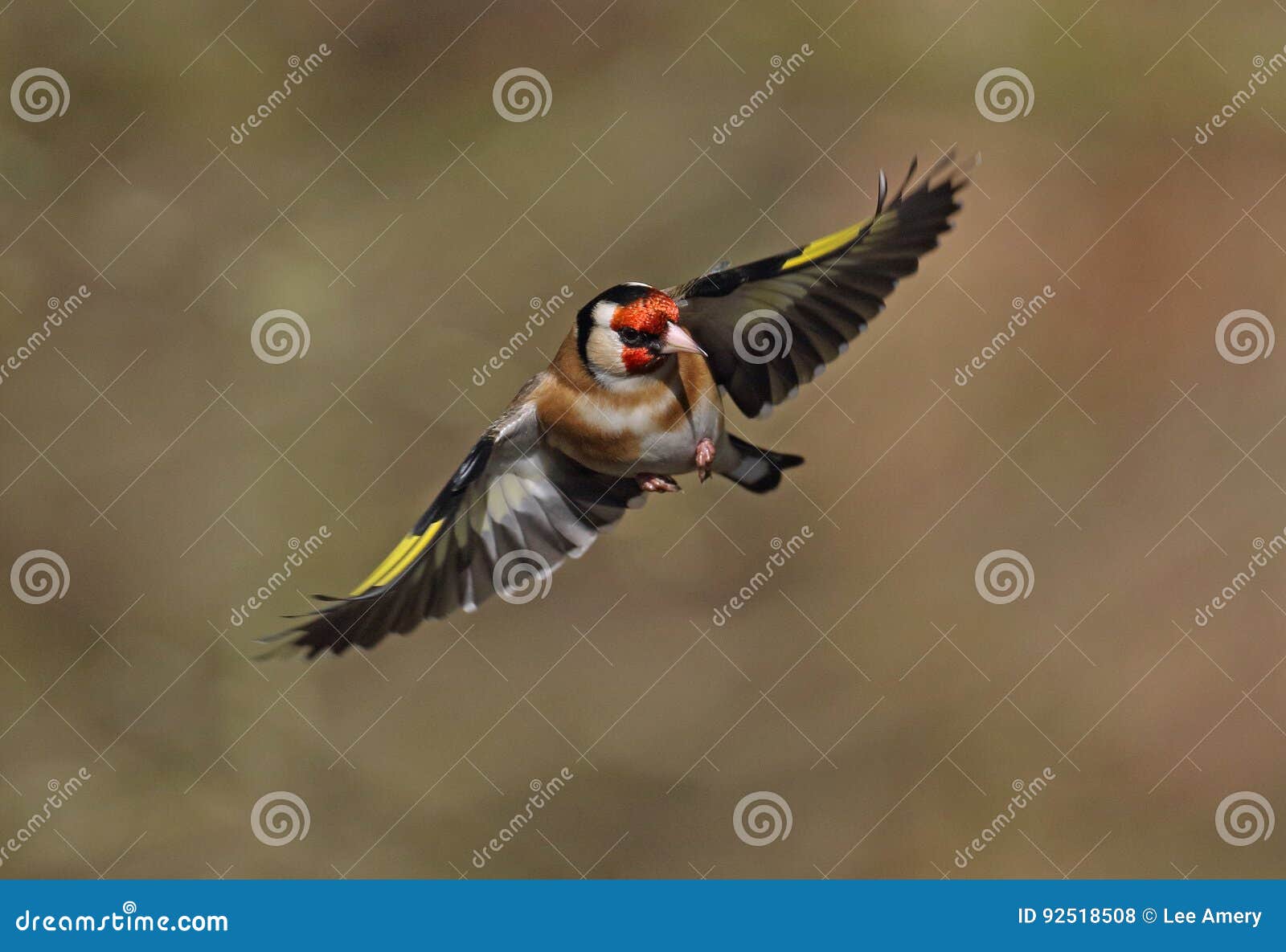 Goldfinch In Flight
