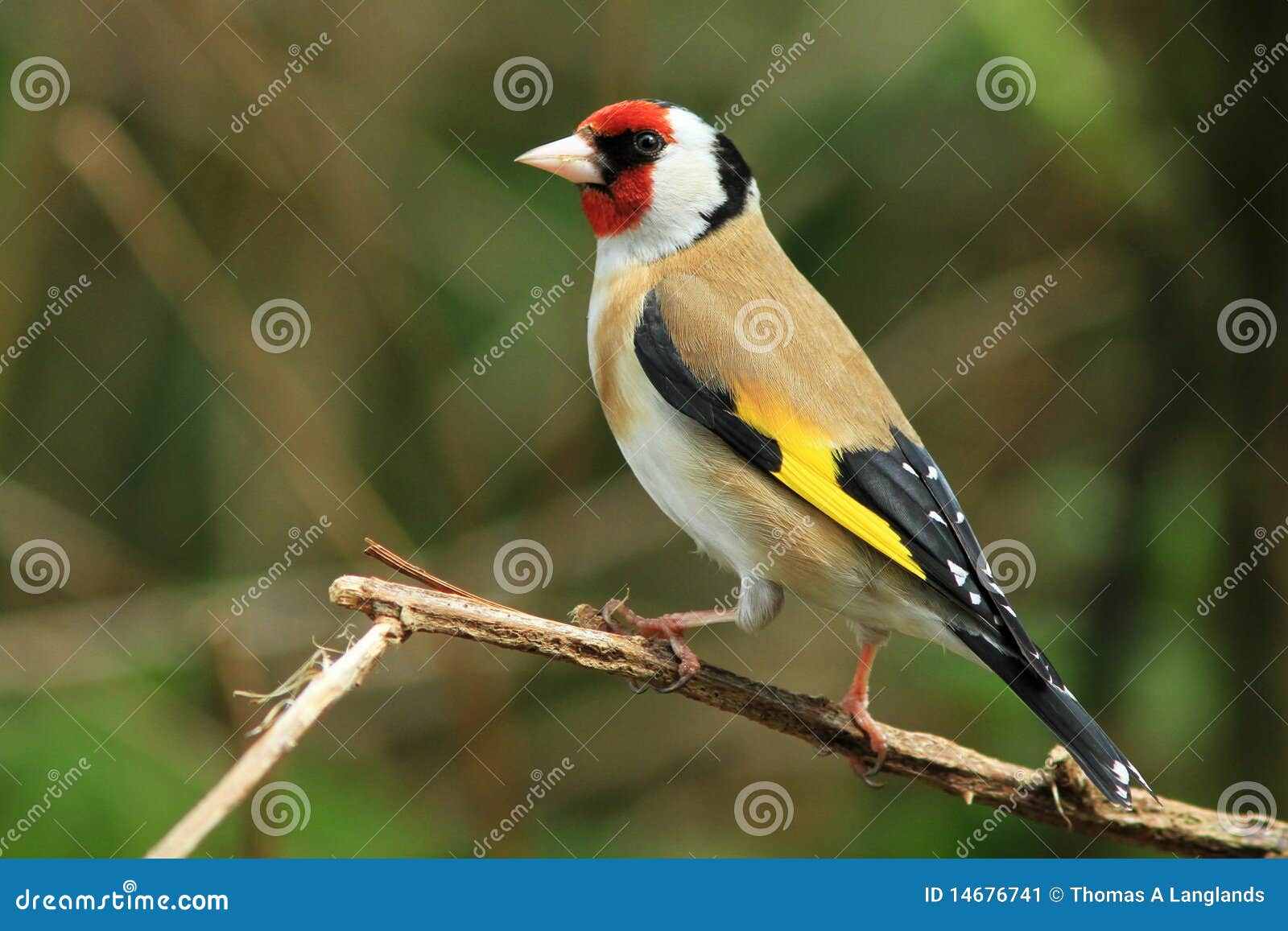 Goldfinch (Carduelis Carduelis) Stock Image - Image of perch, birdwatch ...