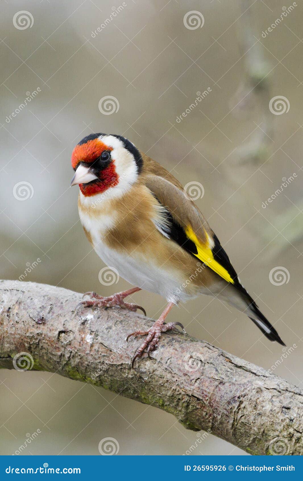 Goldfinch (Carduelis-carduelis) Stock Photo - Image of nature, color ...