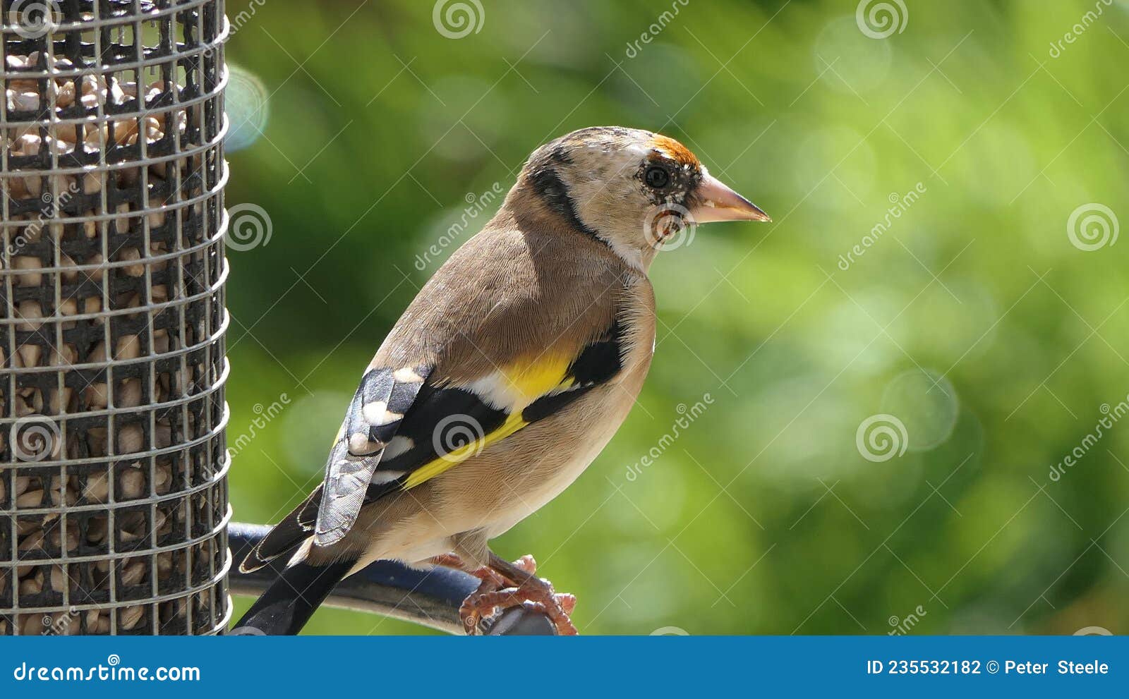 Goldfinch Chick Feeding from Tube Peanut Seed Feeder at Table Stock ...