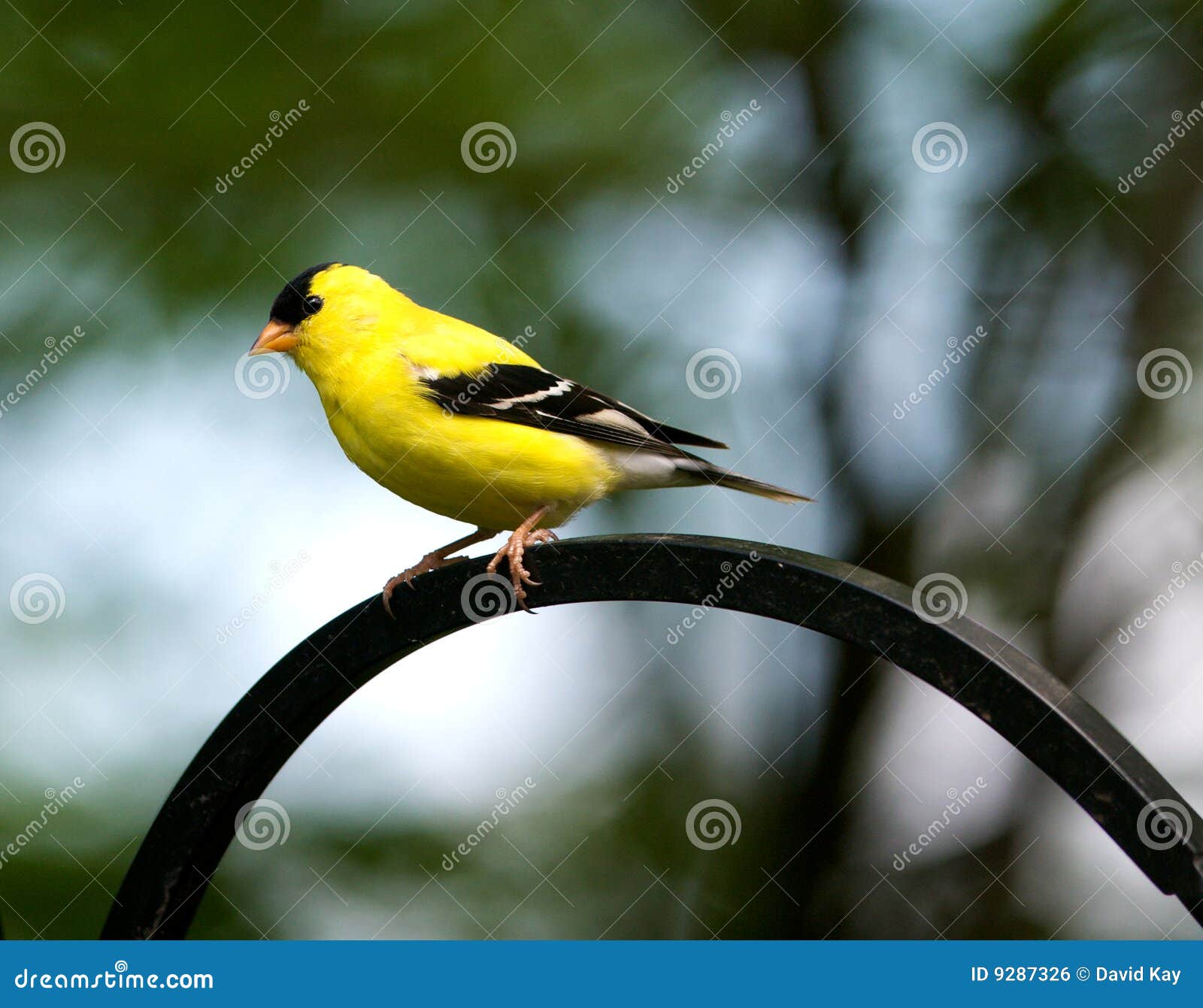 Goldfinch in Spring stock photo. Image of feathers, bird - 9287326