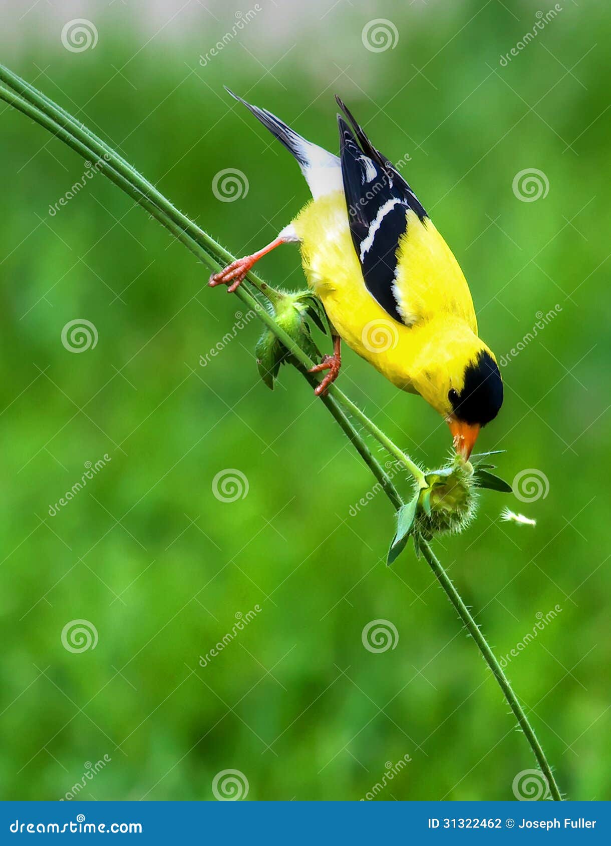 Goldfinch on a Stem in High Dynamic Range Stock Photo - Image of fauna ...