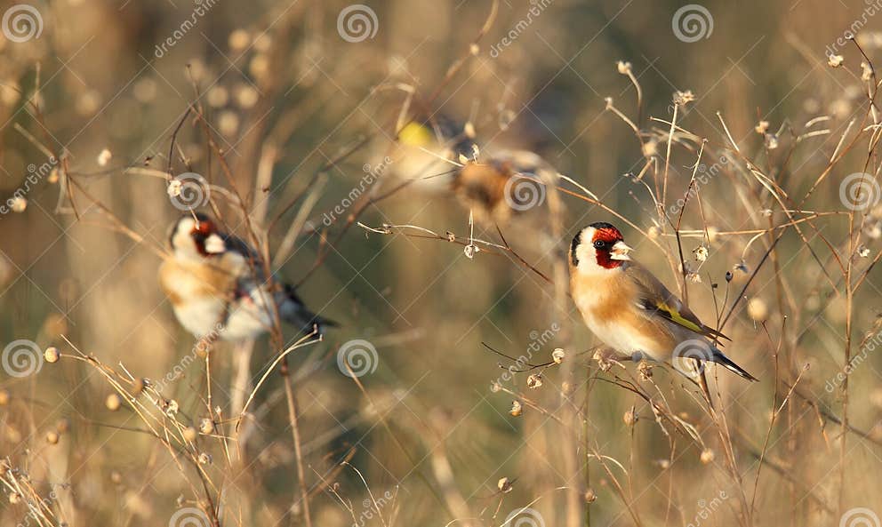 Goldfinch in tall grass stock photo. Image of goldfinches - 12434050