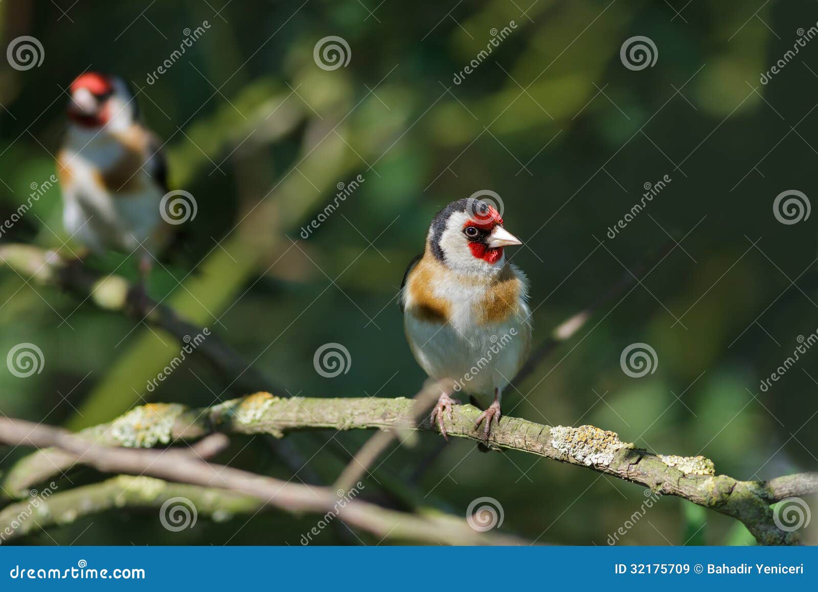 Goldfinch stock image. Image of european, garden, feather - 32175709