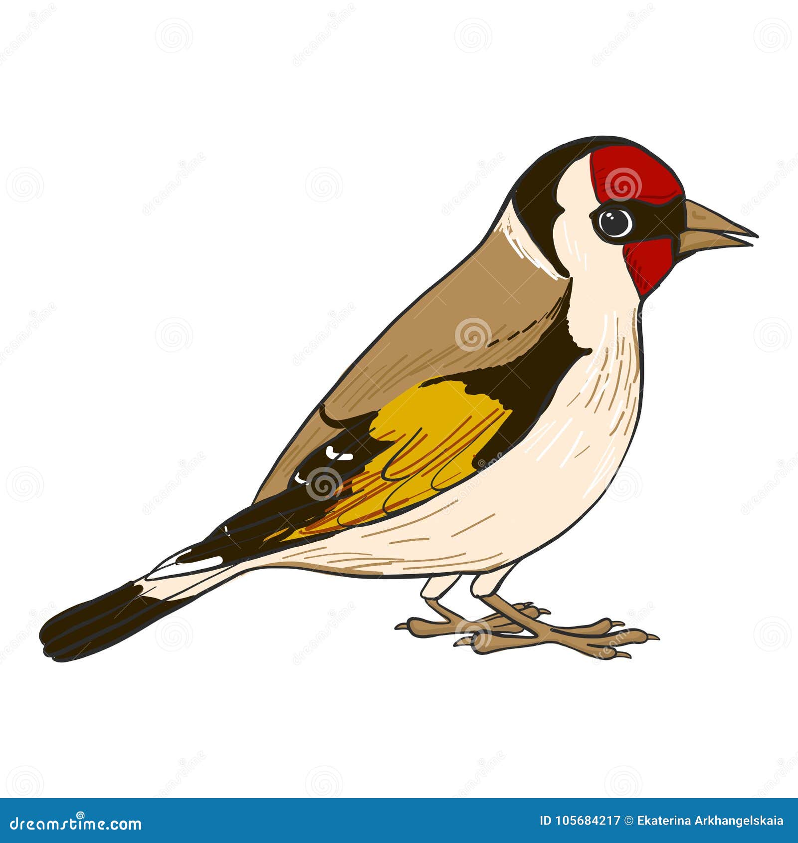 Vector drawing goldfinch stock vector. Illustration of male - 105684217