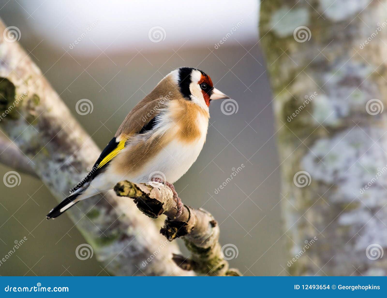 Goldfinch in Winter stock photo. Image of weld, niger - 12493654