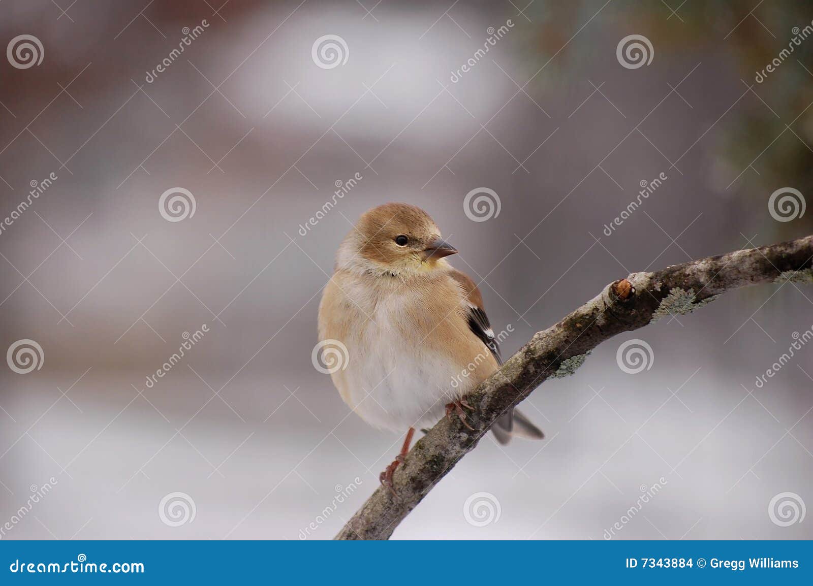 Goldfinch in Winter stock photo. Image of songbird, pretty - 7343884
