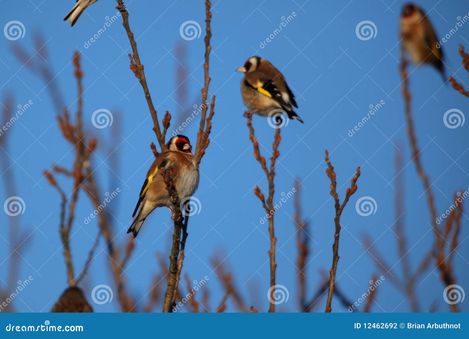 Goldfinchs. stock photo. Image of feathers, finch, small - 12462692