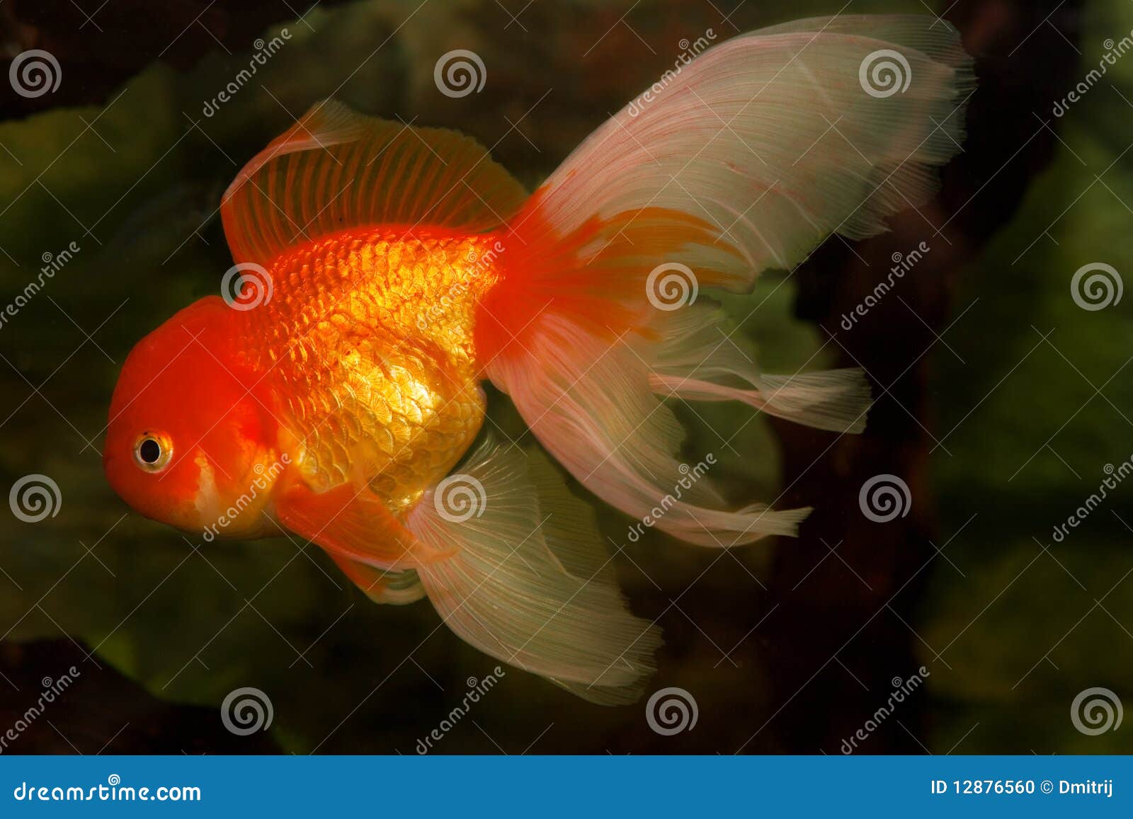 Goldfisch stock photo. Image of tail, traditional, color - 12876560