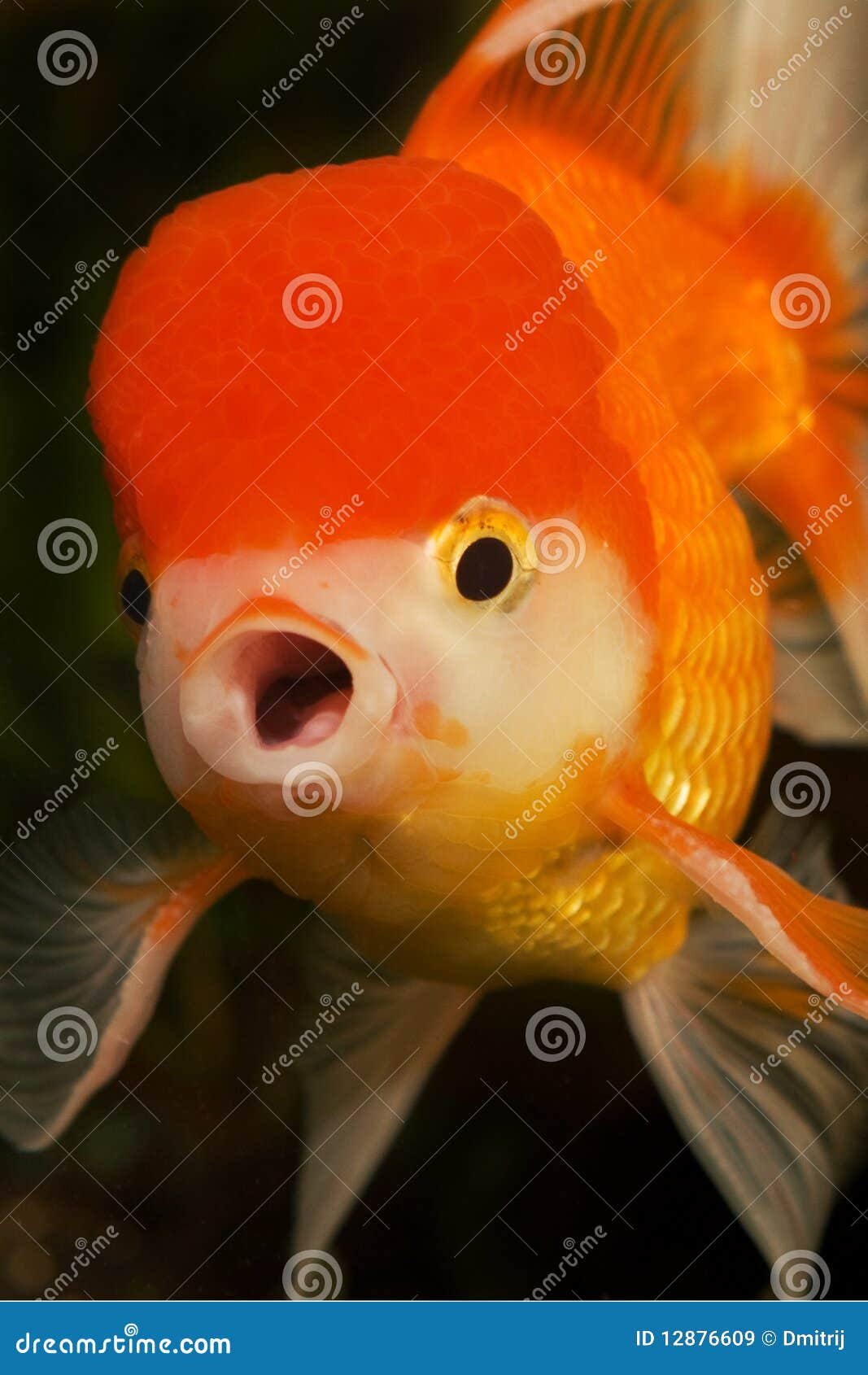 Goldfisch stock image. Image of background, view, life - 12876609