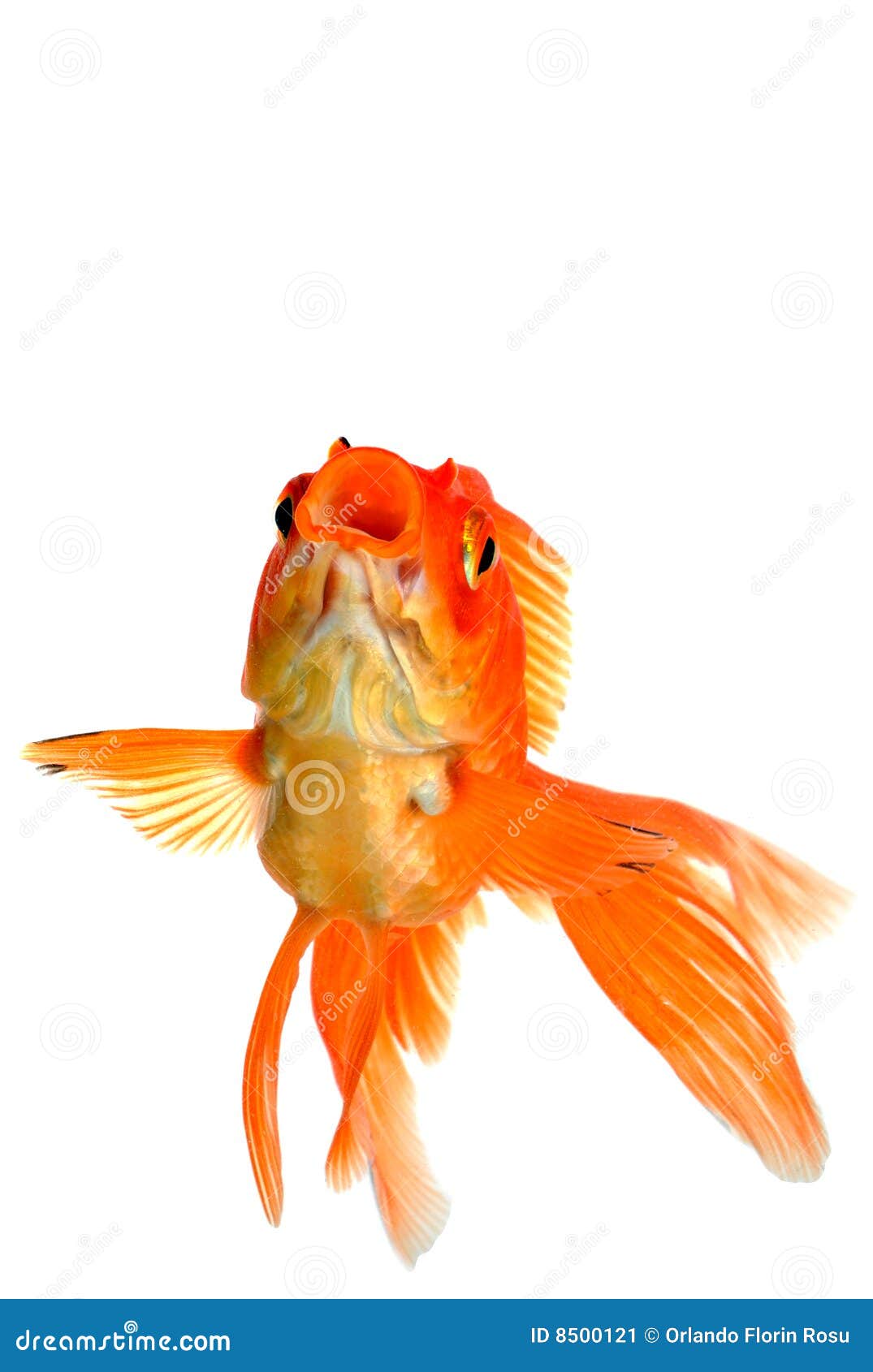 Goldfisch Bild. Bild: 8500121