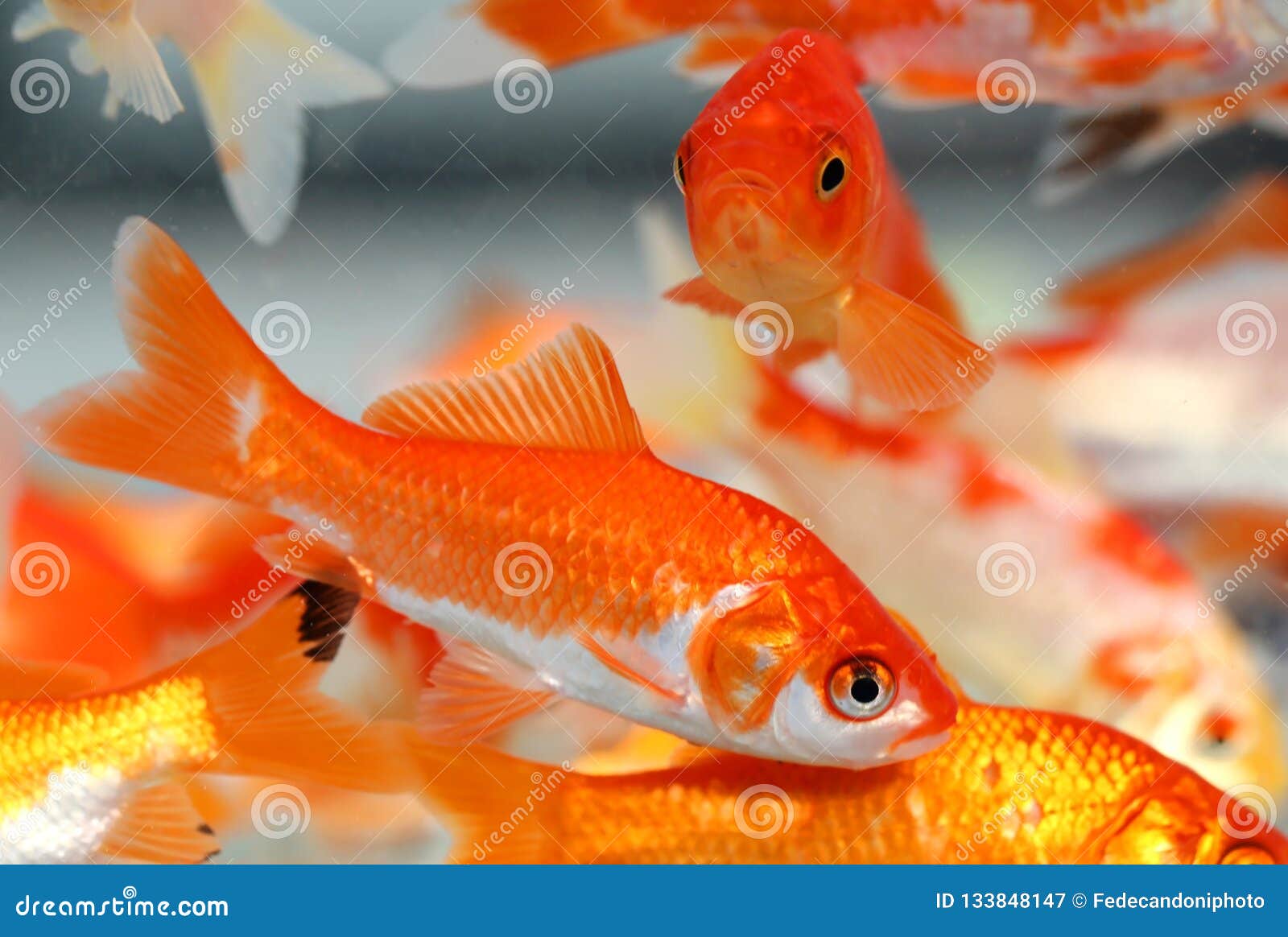 Goldfisch im Aquarium stockbild. Bild von gold, schwimmen - 133848147