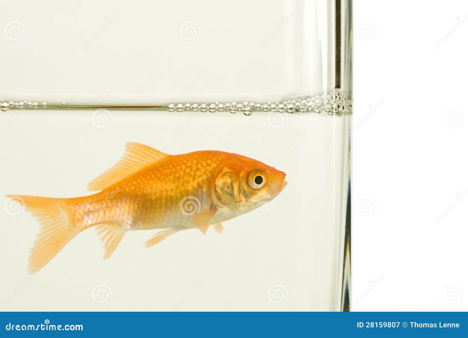 Goldfisch im Aquarium stockbild. Bild von goldfisch, orange - 28159807