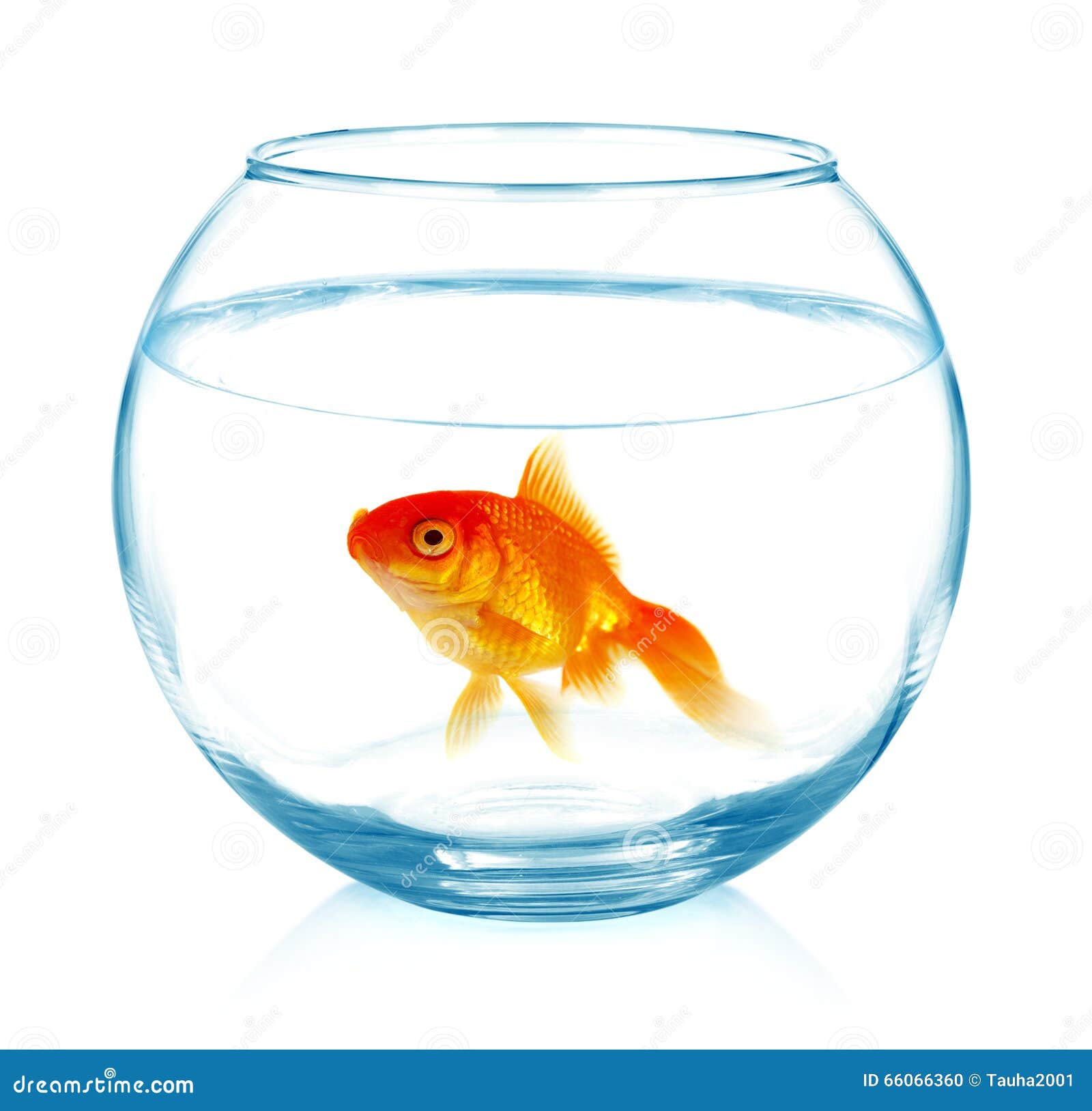 Goldfisch Im Aquarium Auf Weiß Stockfoto - Bild von fische, lebensraum ...