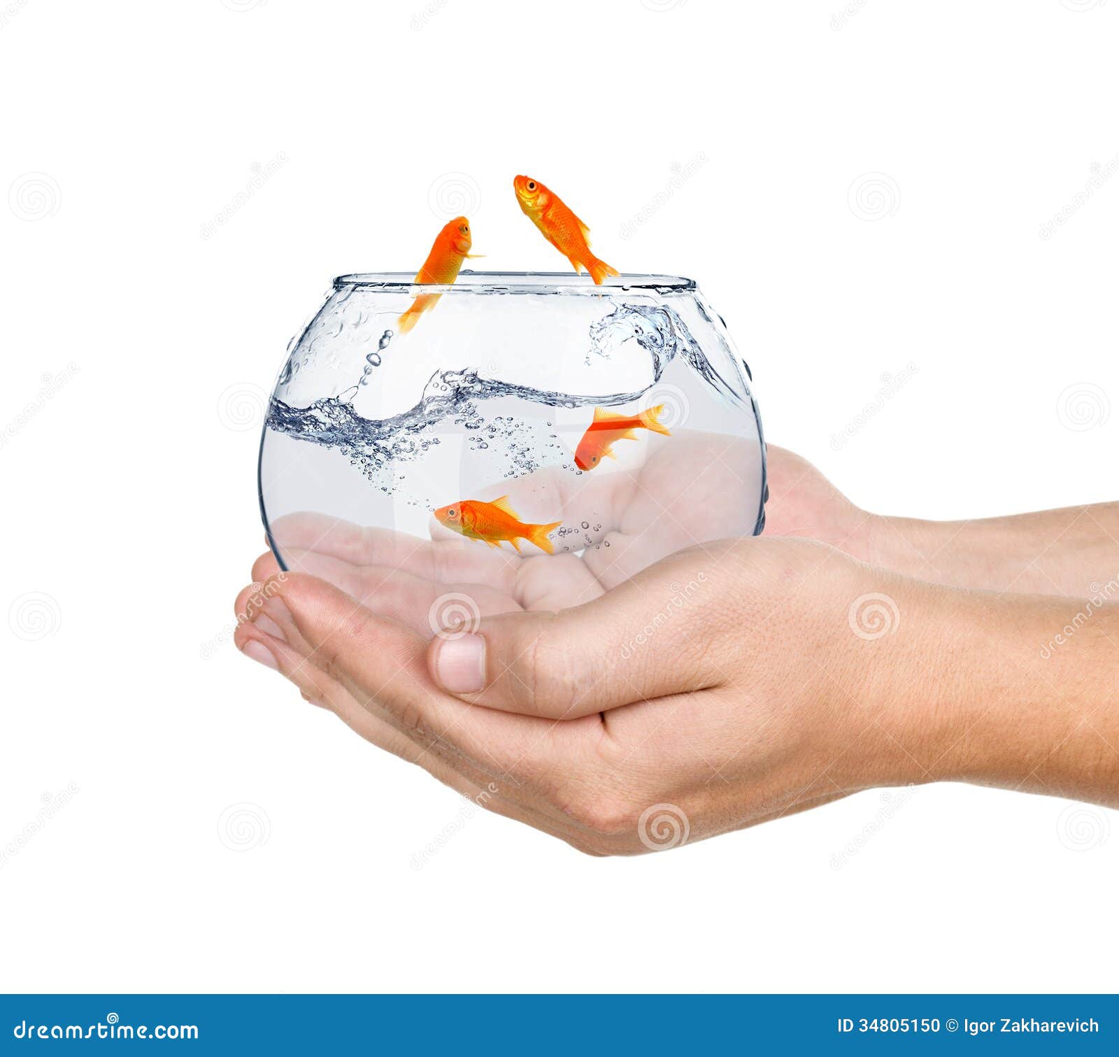 Goldfisch Im Aquarium in Der Hand Stockfoto - Bild von unterwasser ...
