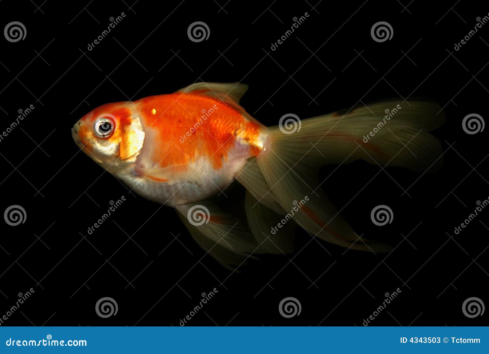 Goldfisch Lokalisiert Auf Schwarzem Bild. Bild: 4343503