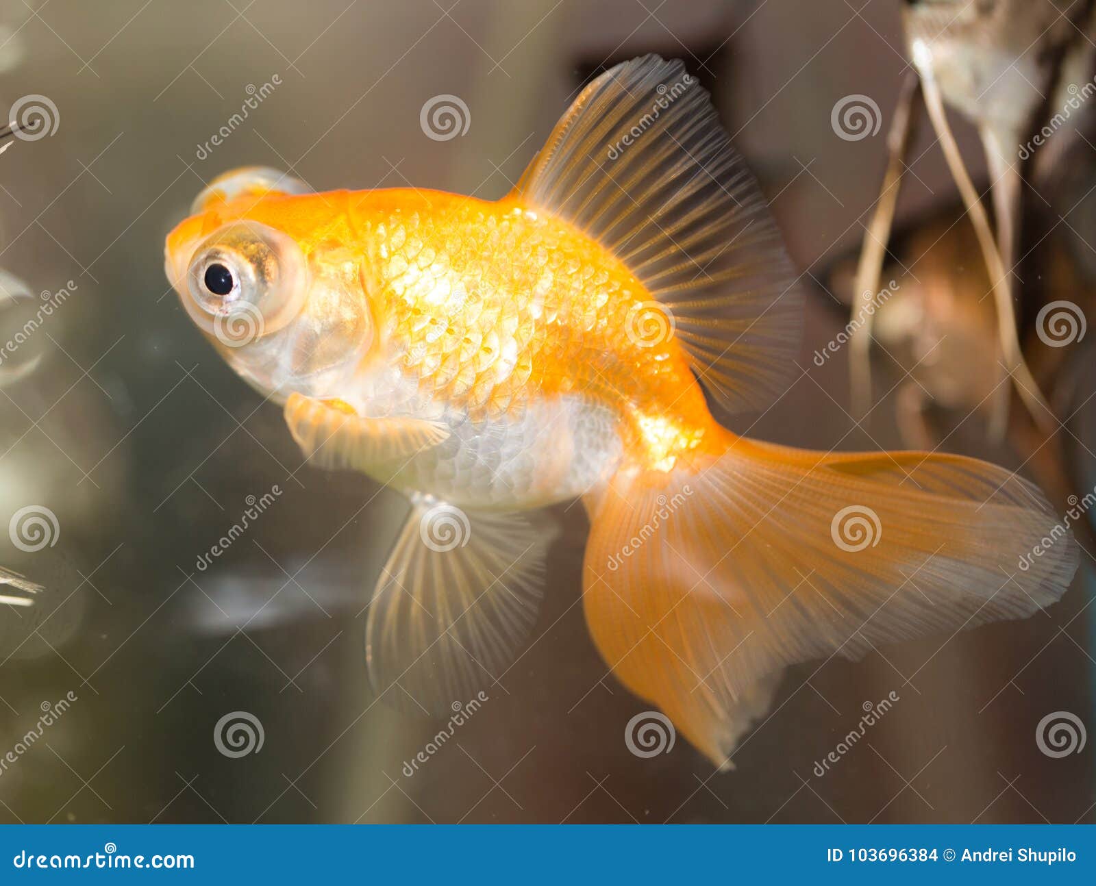 Goldfish stockfoto. Bild von goldfisch, fantail, gelb - 103696384