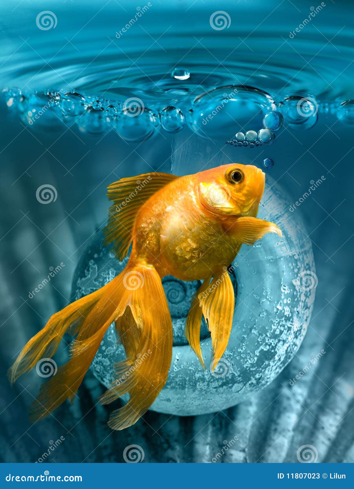 Goldfish stock image. Image of blue, purity, resource - 11807023