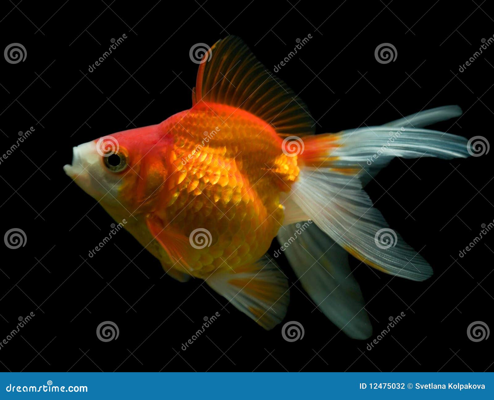 Goldfish stock photo. Image of black, isolated, macro - 12475032