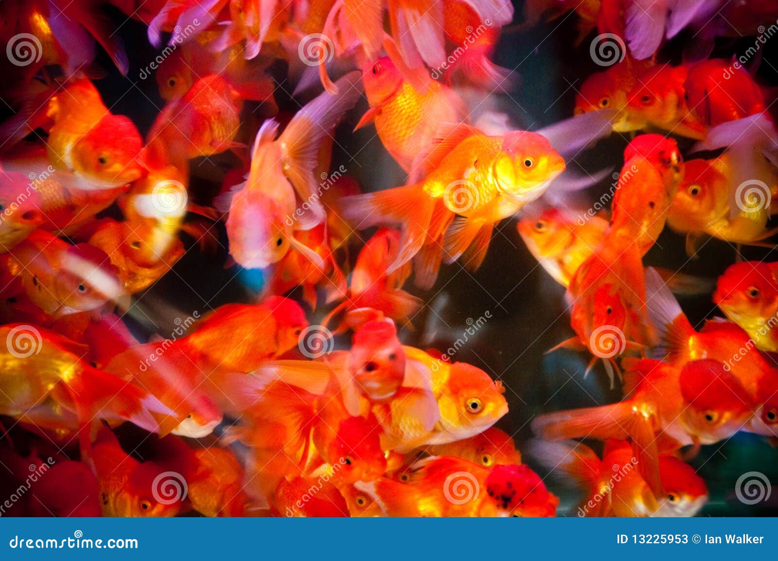 Goldfish stock image. Image of crowd, abstract, water - 13225953