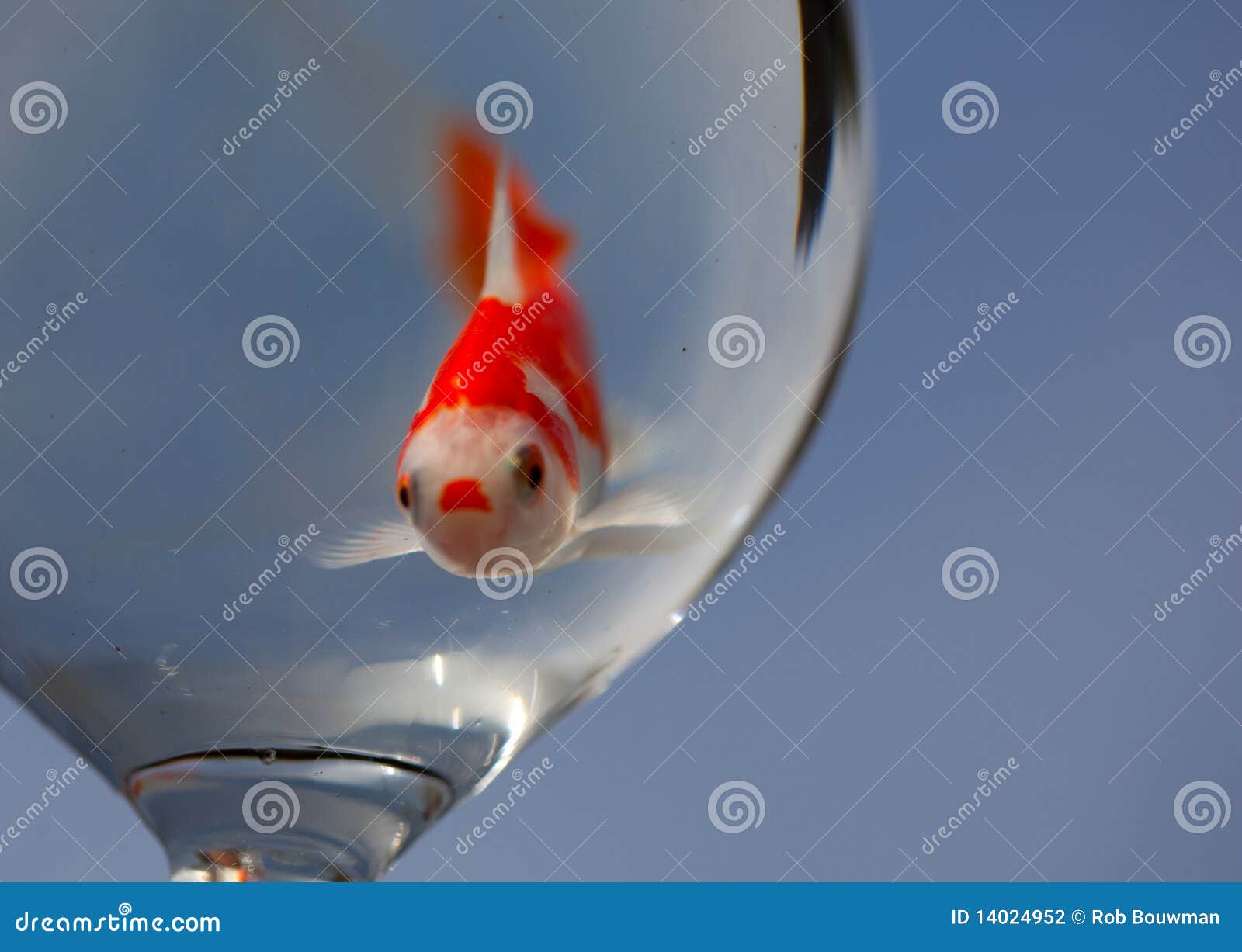 Goldfish stock photo. Image of glass, conceptual, aqua - 14024952