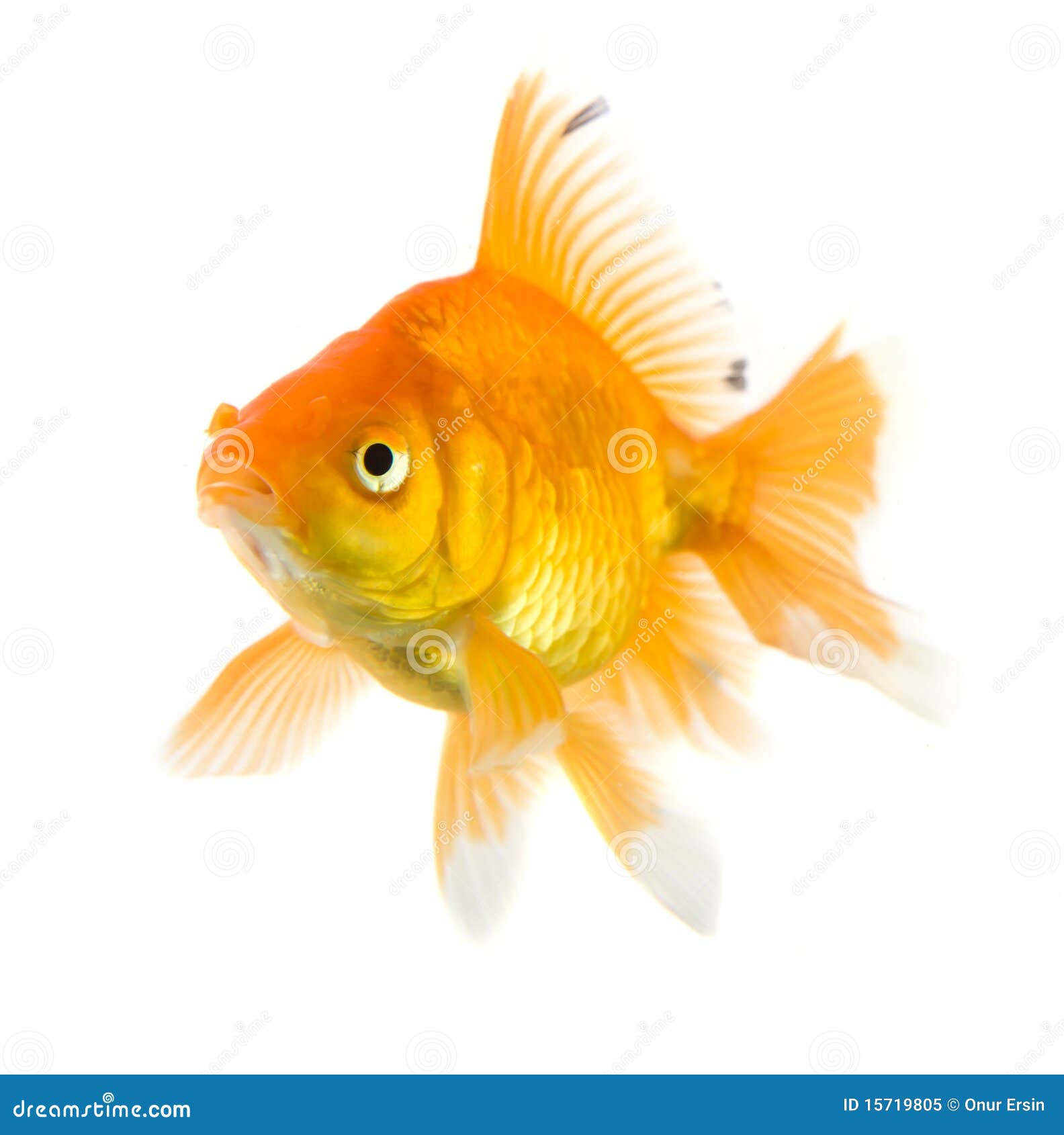 Goldfish stock image. Image of close, goldfish, isolated - 15719805