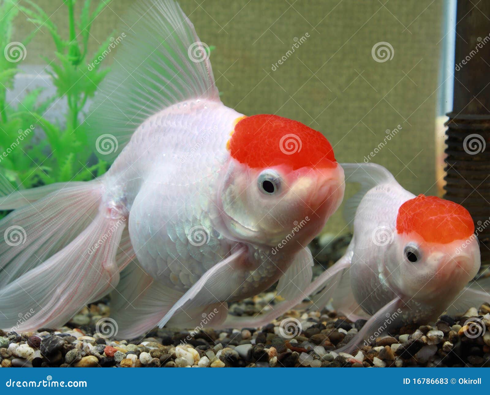 Goldfish stock image. Image of tank, goldfish, fish, water - 16786683