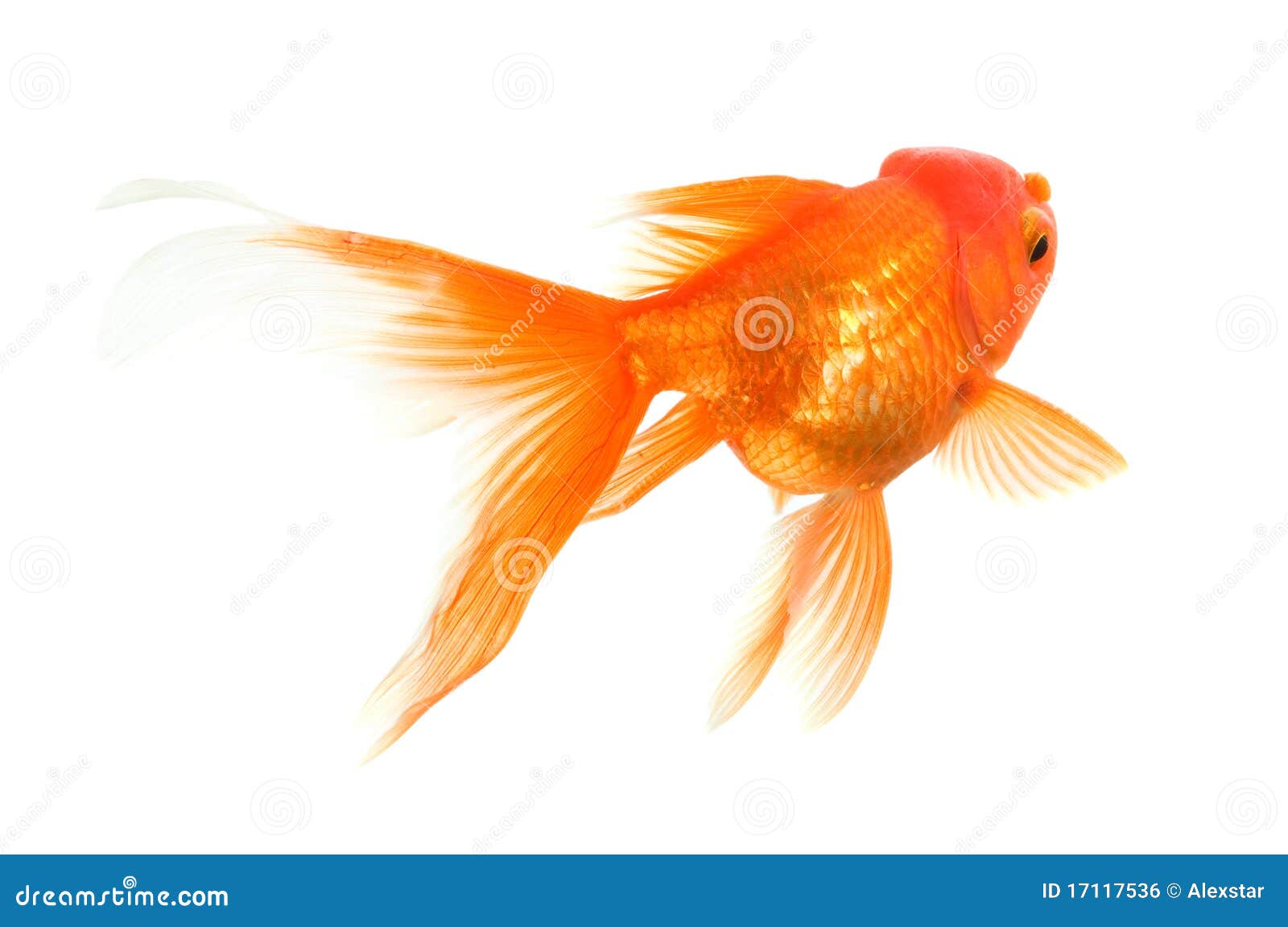 Goldfish stock photo. Image of fins, animal, details - 17117536