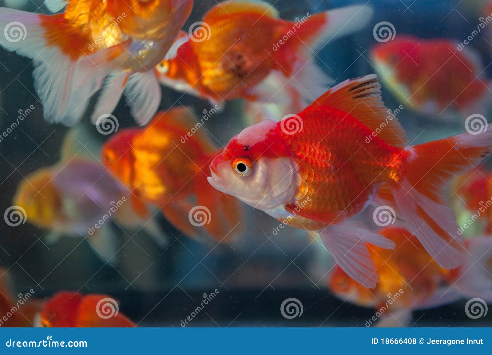 Goldfish stock photo. Image of animal, colorful, scale - 18666408