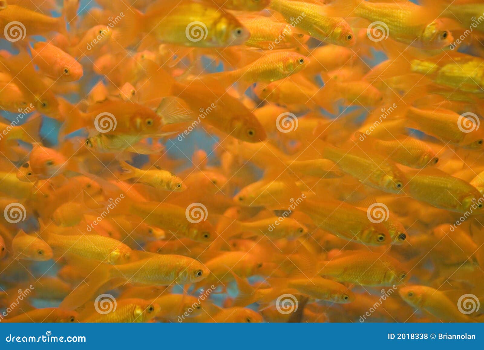 Goldfish stock photo. Image of school, tropical, pets - 2018338