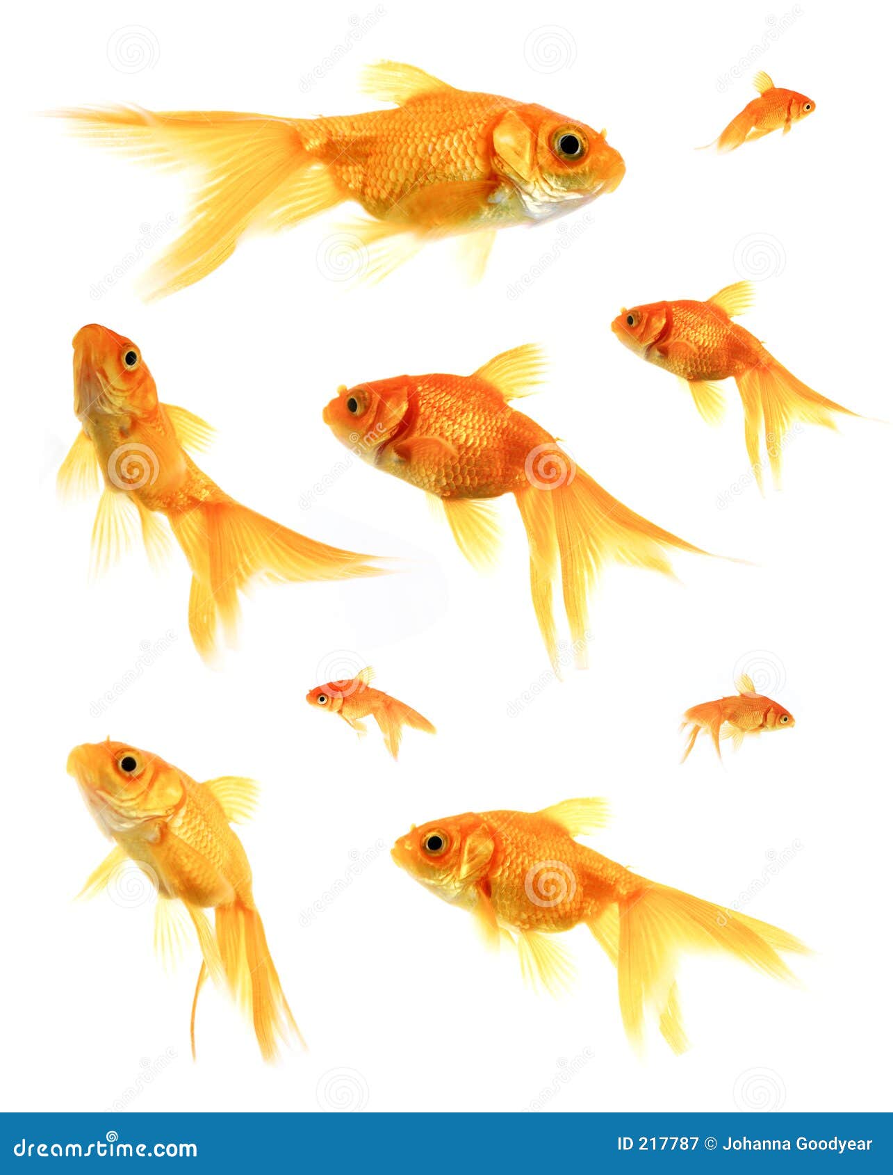 Goldfish stock image. Image of pets, swimming, fishes, swimmer - 217787