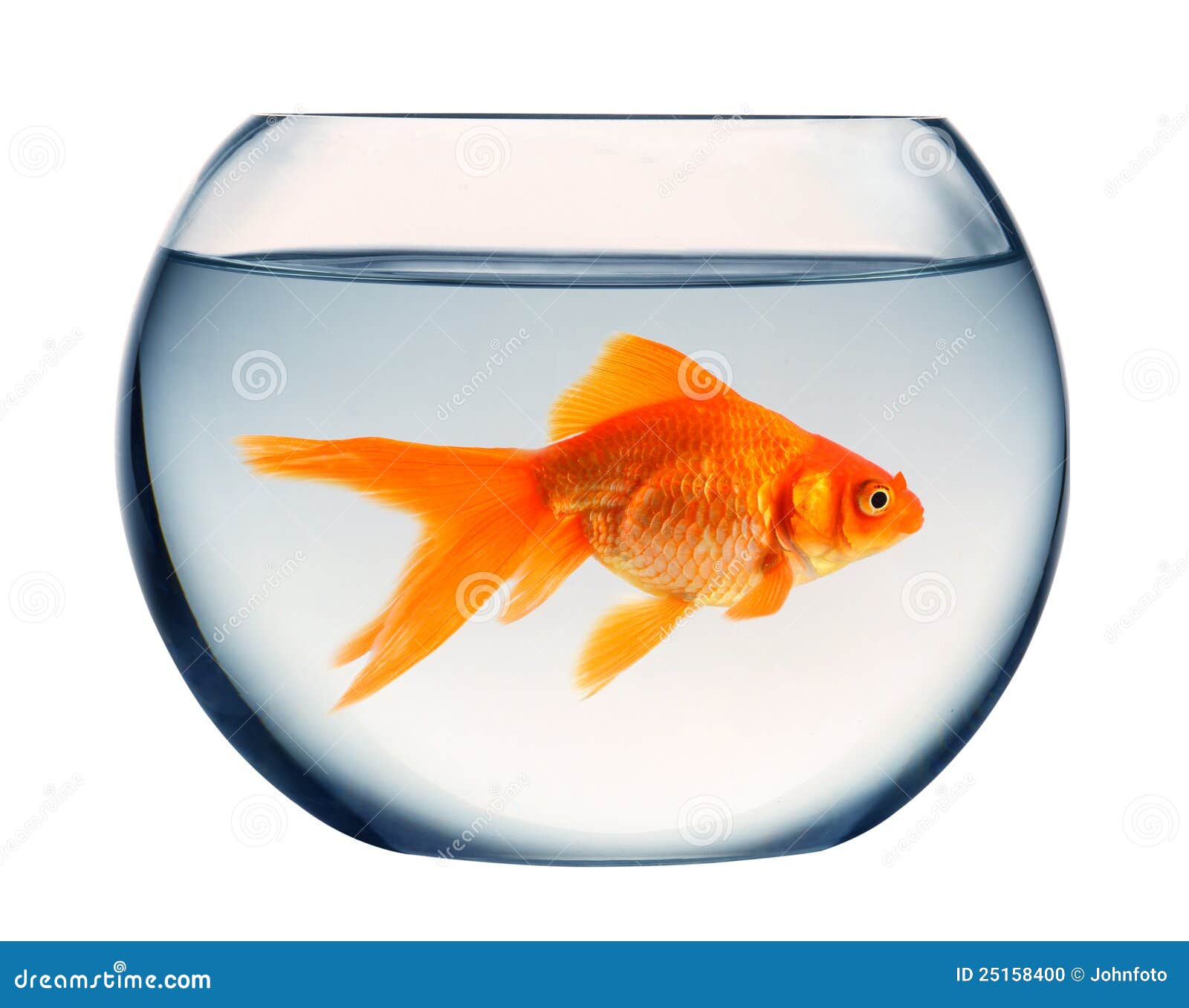 Goldfish stock photo. Image of isolated, gold, life, golden - 25158400