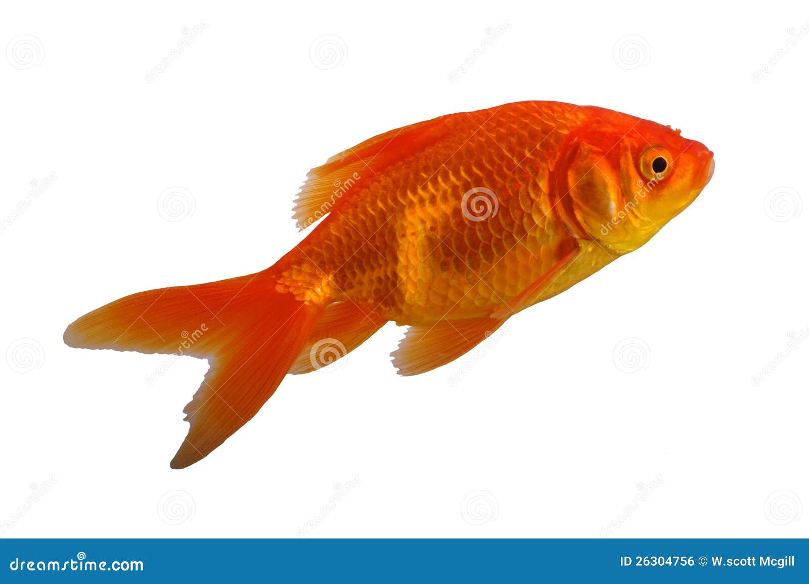 Goldfish stock photo. Image of orange, white, common - 26304756