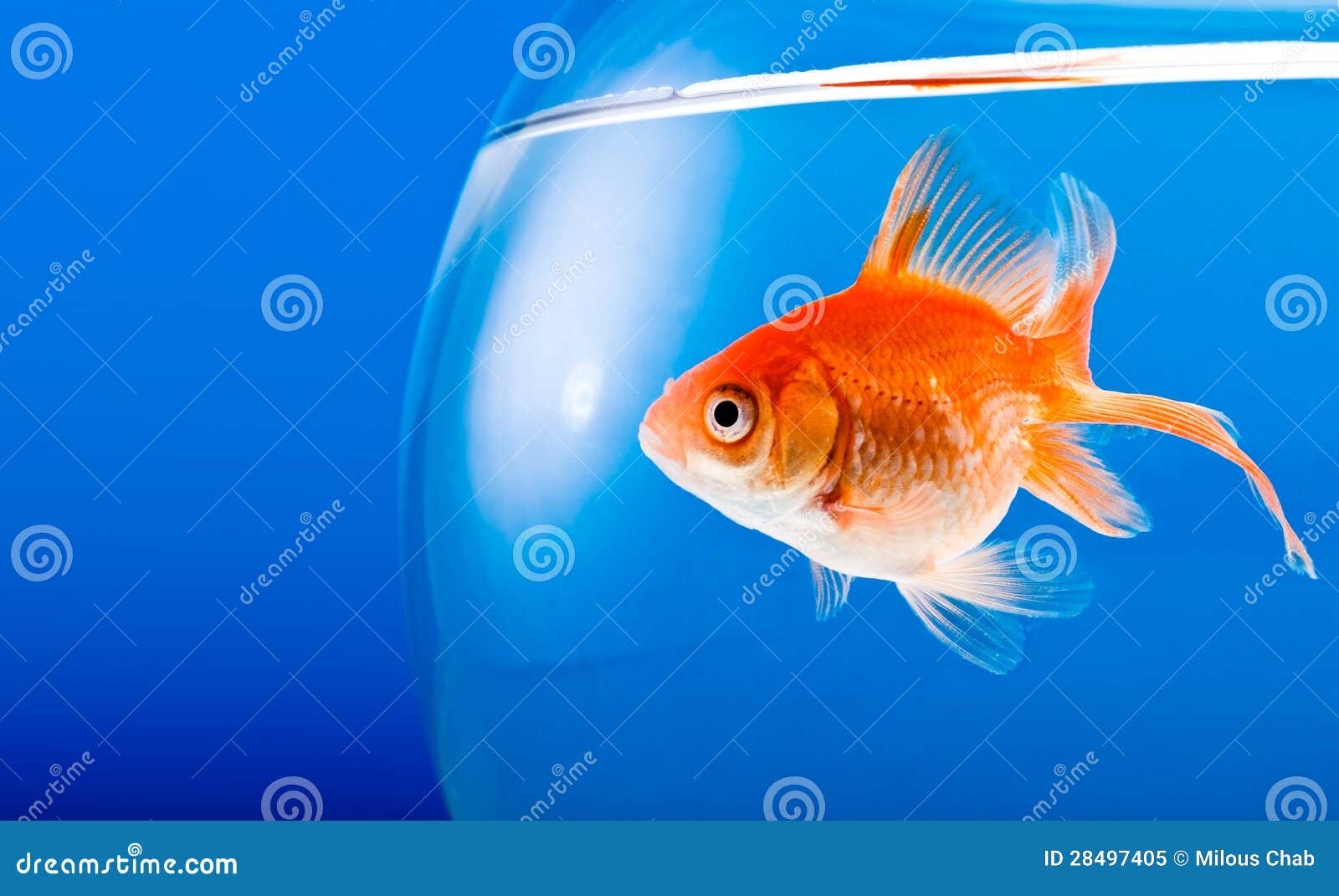 Scared Goldfish That Will Soon Be Eaten Royalty-Free Stock Photography ...