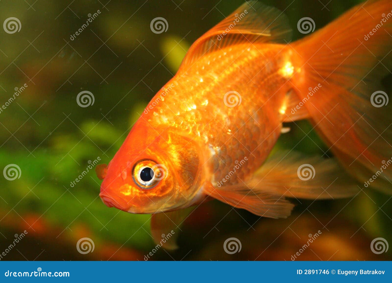Goldfish stock photo. Image of fish, goldenfish, aquarium - 2891746