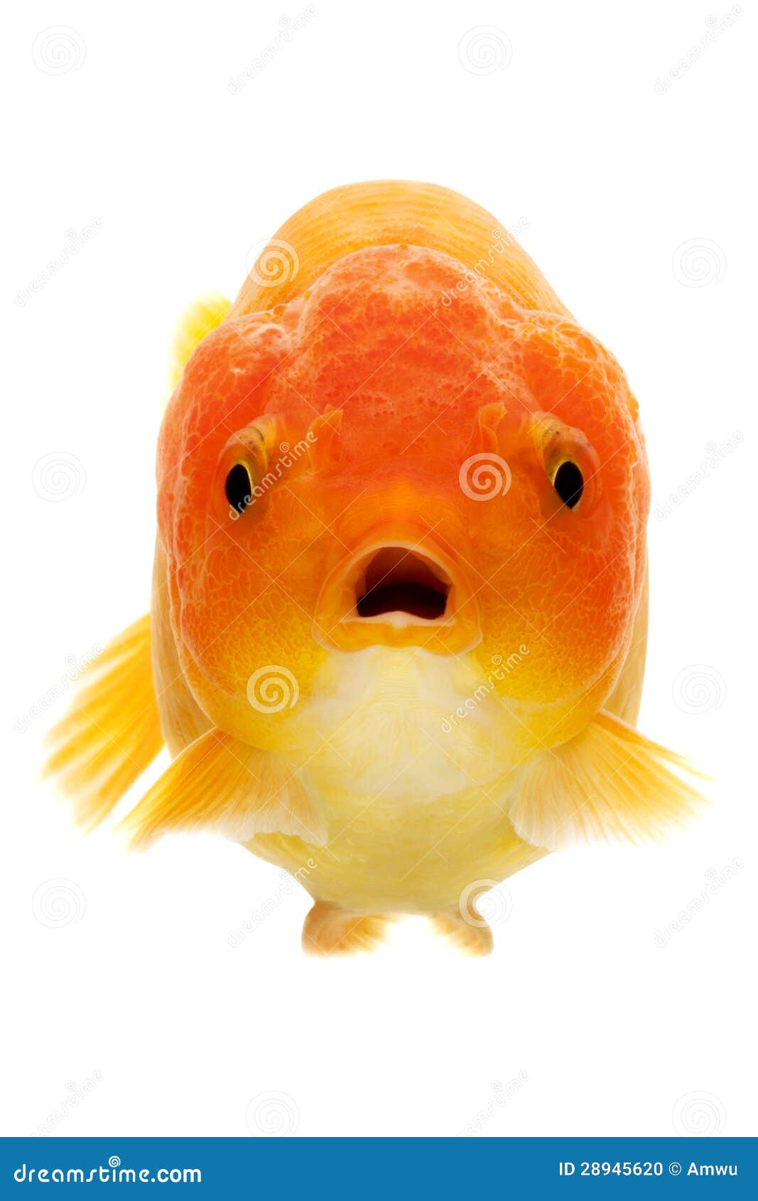 Goldfish stock photo. Image of freshness, underwater - 28945620