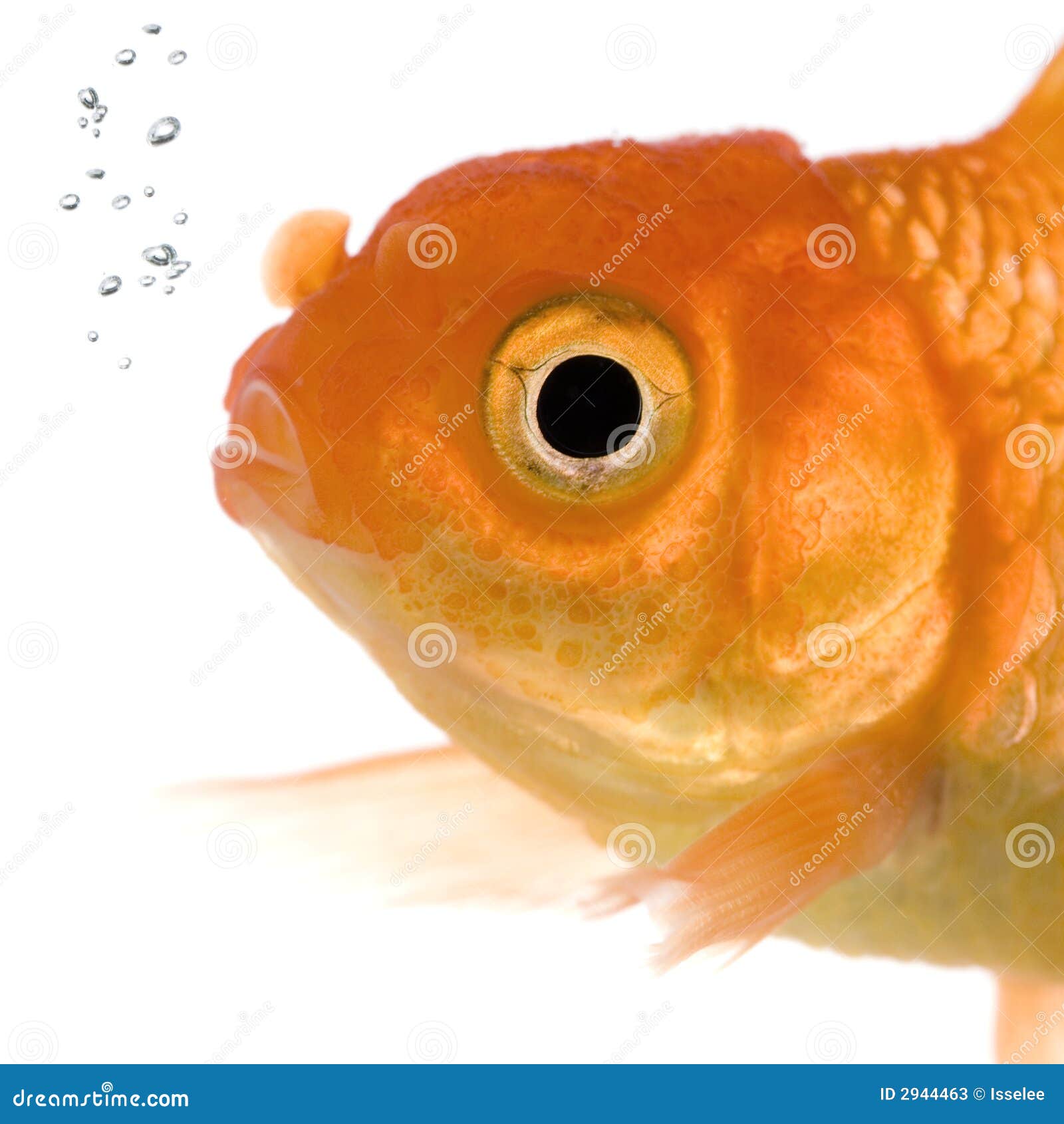Goldfish stock image. Image of orange, breathing, animal - 2944463