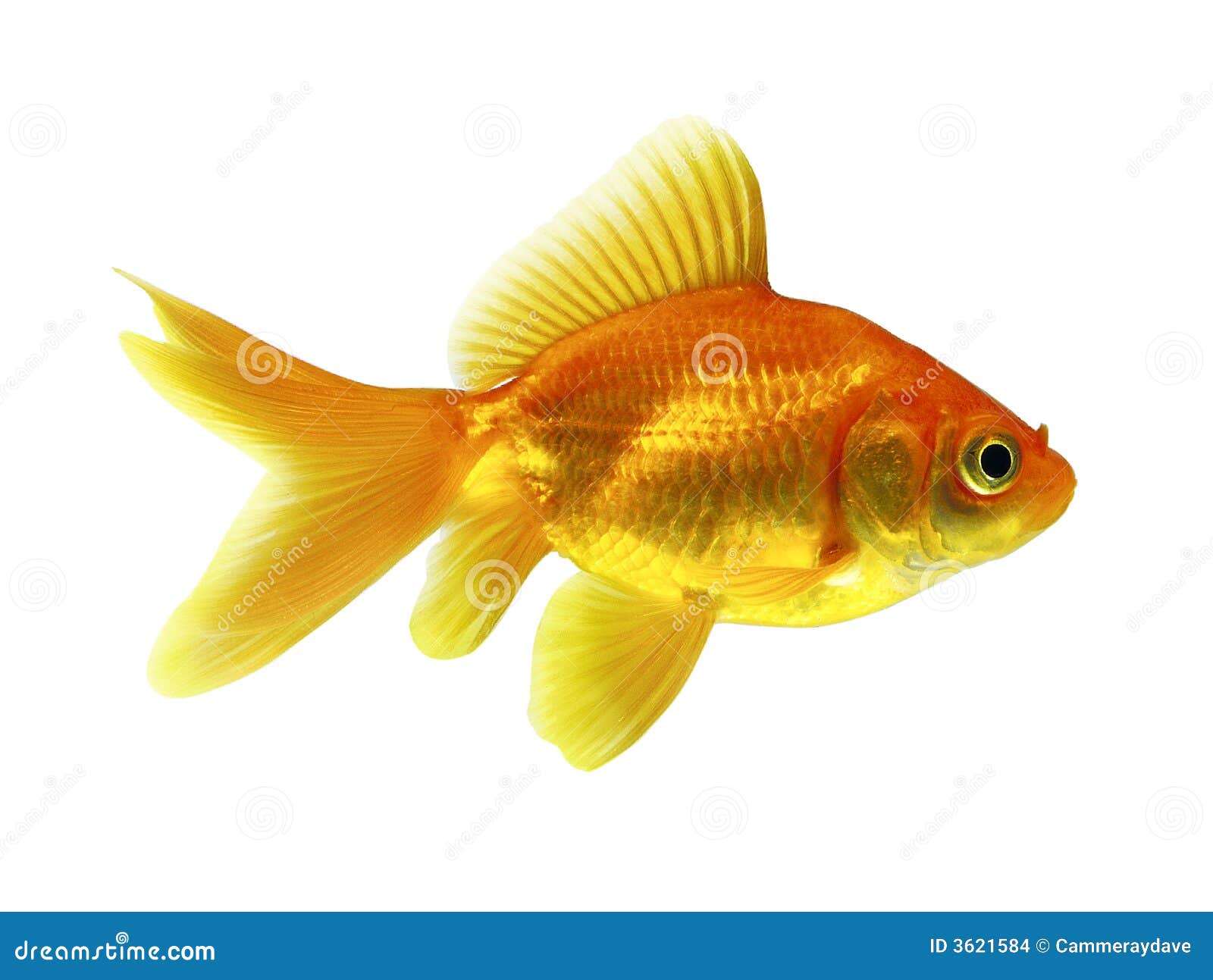 Goldfish Stock Images - Image: 3621584