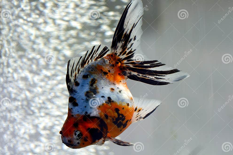 Goldfish stock image. Image of fish, feeler, eyes, tails - 4560161